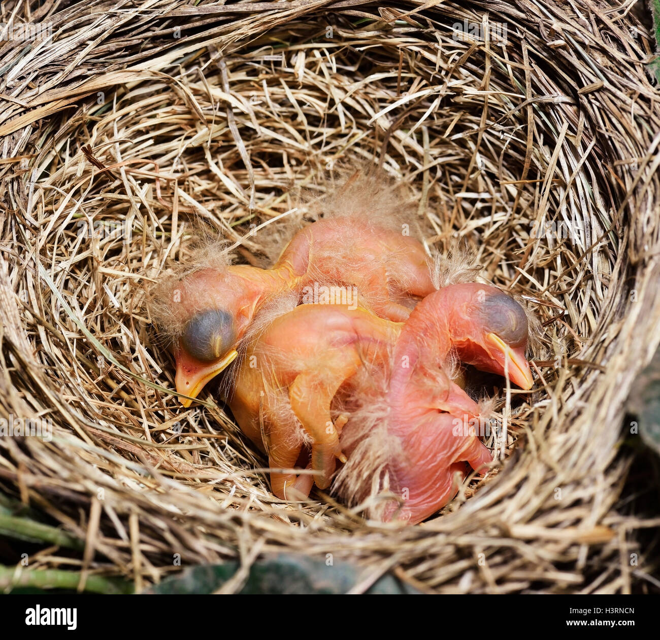 Close-Up Of Just Hatched Robin Chicks Stock Photo - Alamy