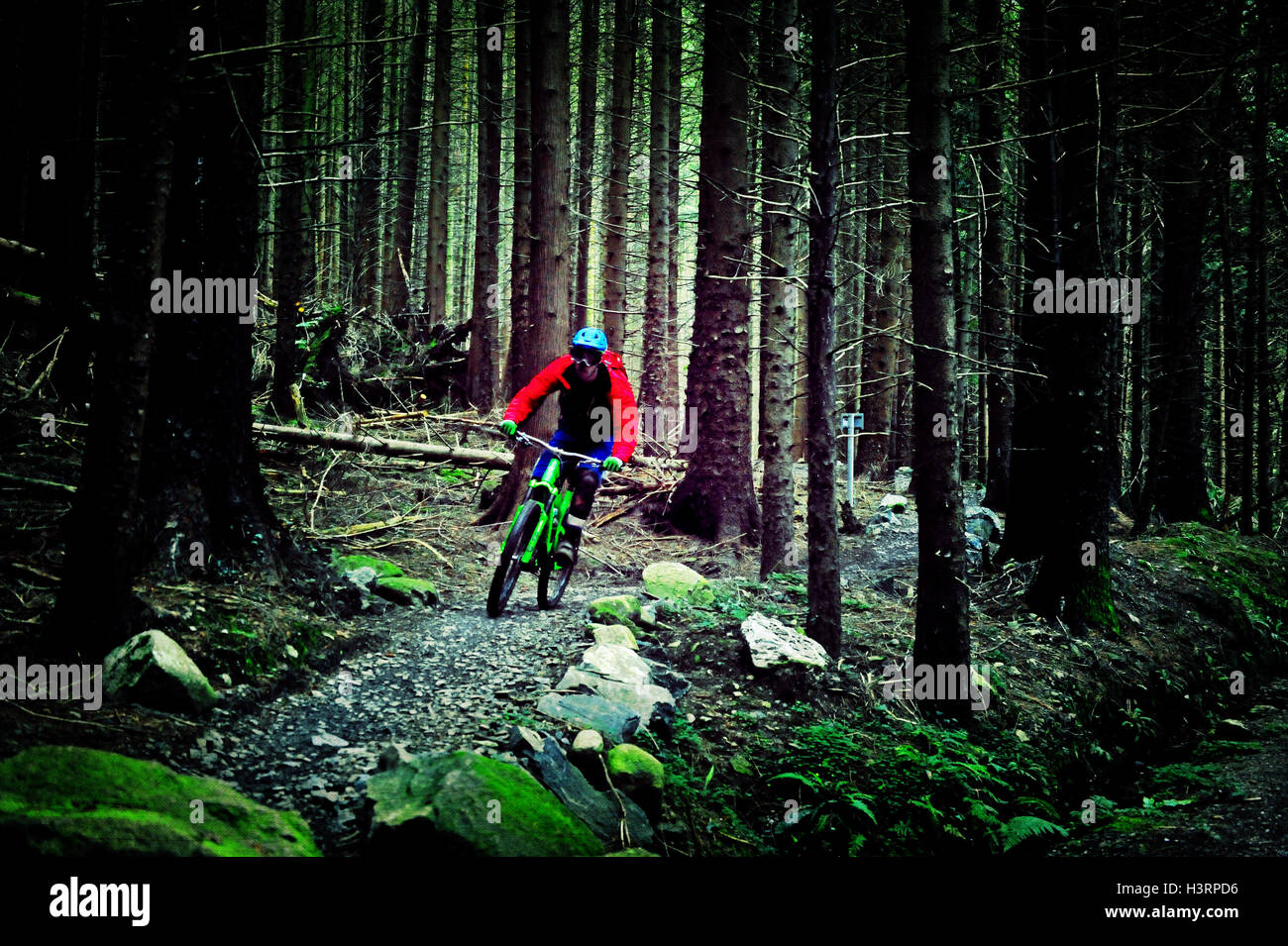 Rostrevor Forest Trail, Northern Ireland Stock Photo - Alamy