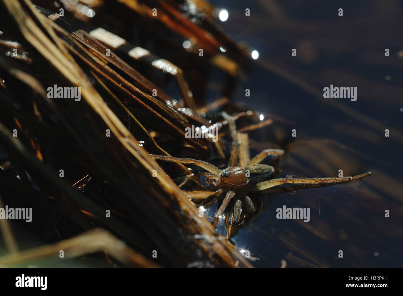 Isolated spider hi-res stock photography and images - Alamy