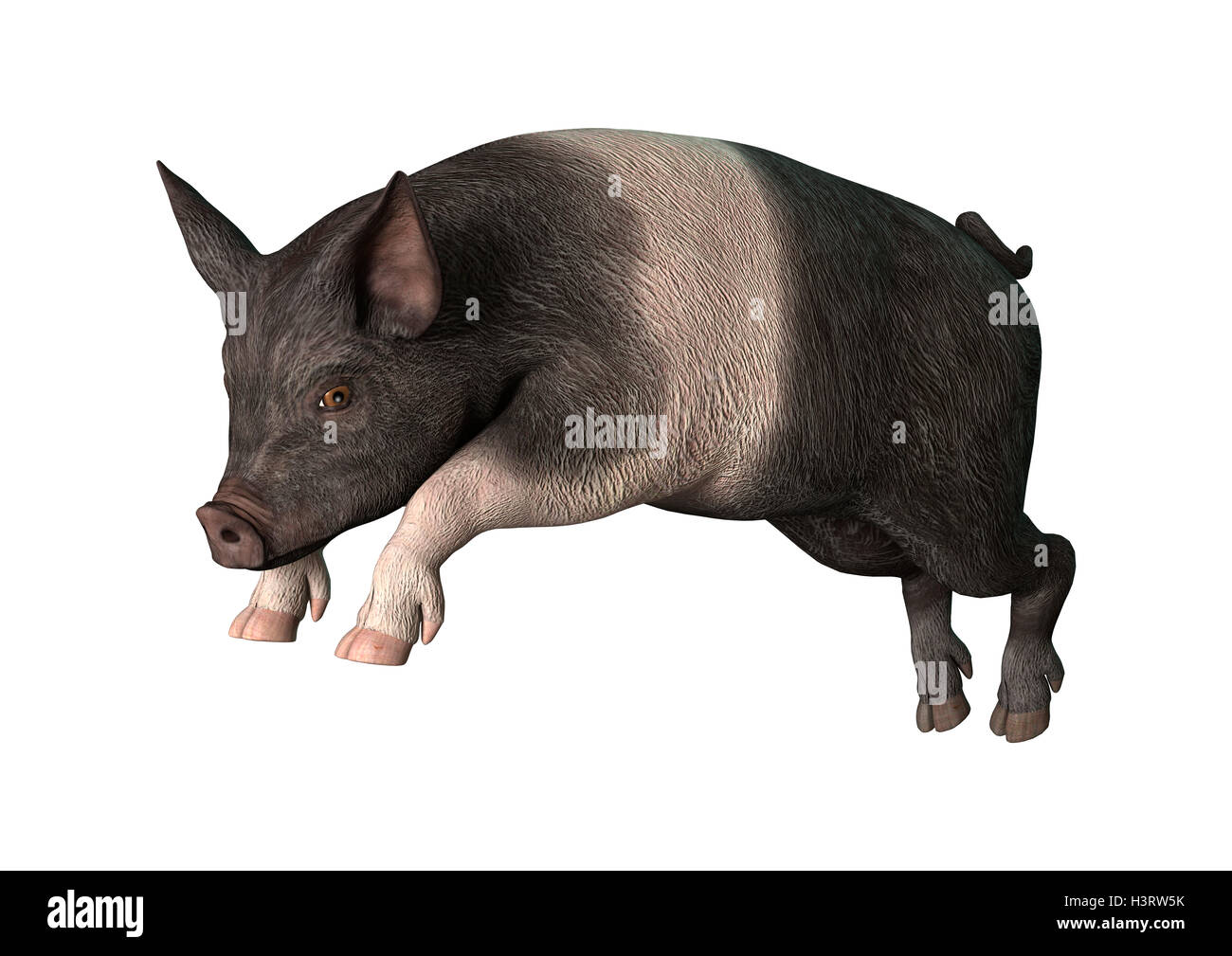 3D rendering of a piglet jumping isolated on white background Stock ...