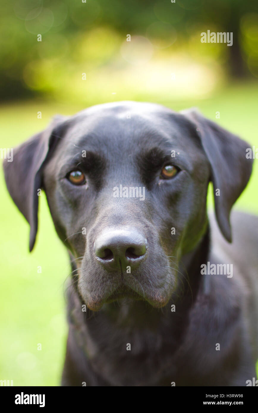 Black labrador face hi-res stock photography and images - Alamy