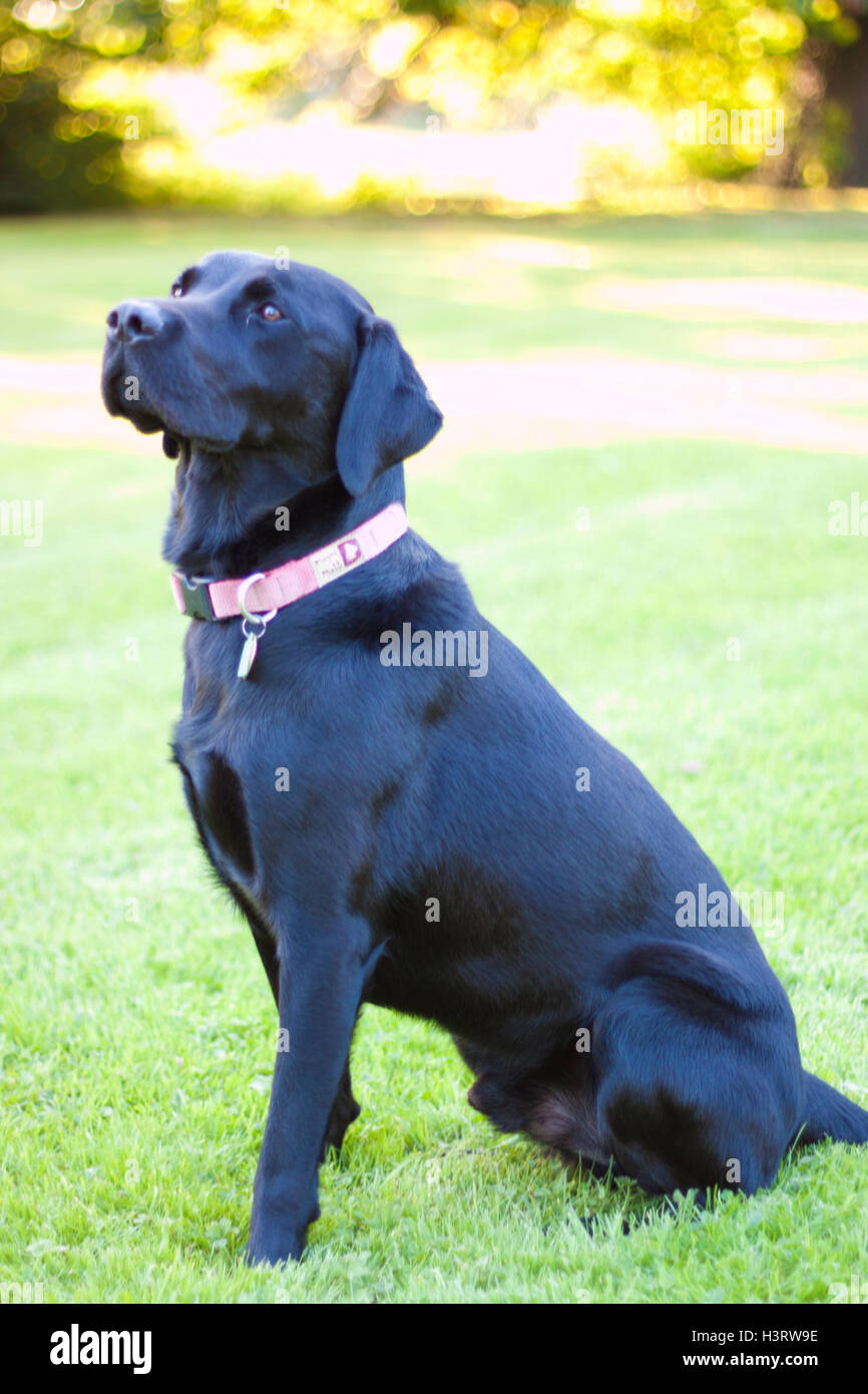 Labrador black dog hi-res stock photography and images - Alamy