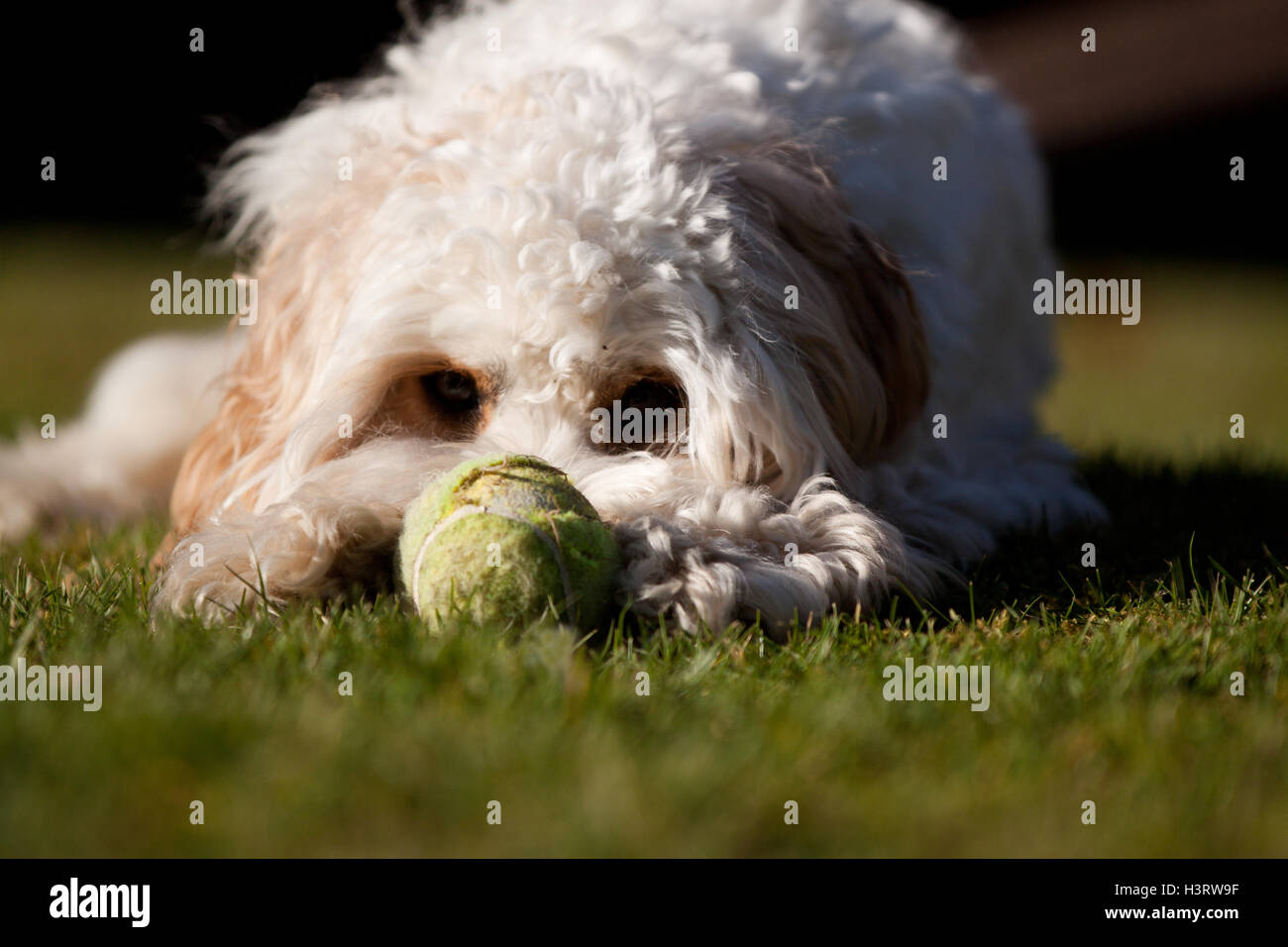 Dog with ball Stock Photo - Alamy