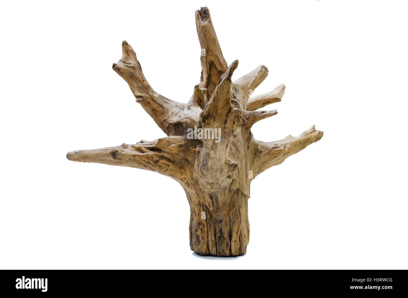 Driftwood tree stump Stock Photo - Alamy