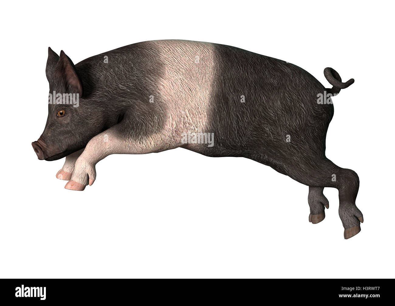 3D rendering of a piglet jumping isolated on white background Stock ...
