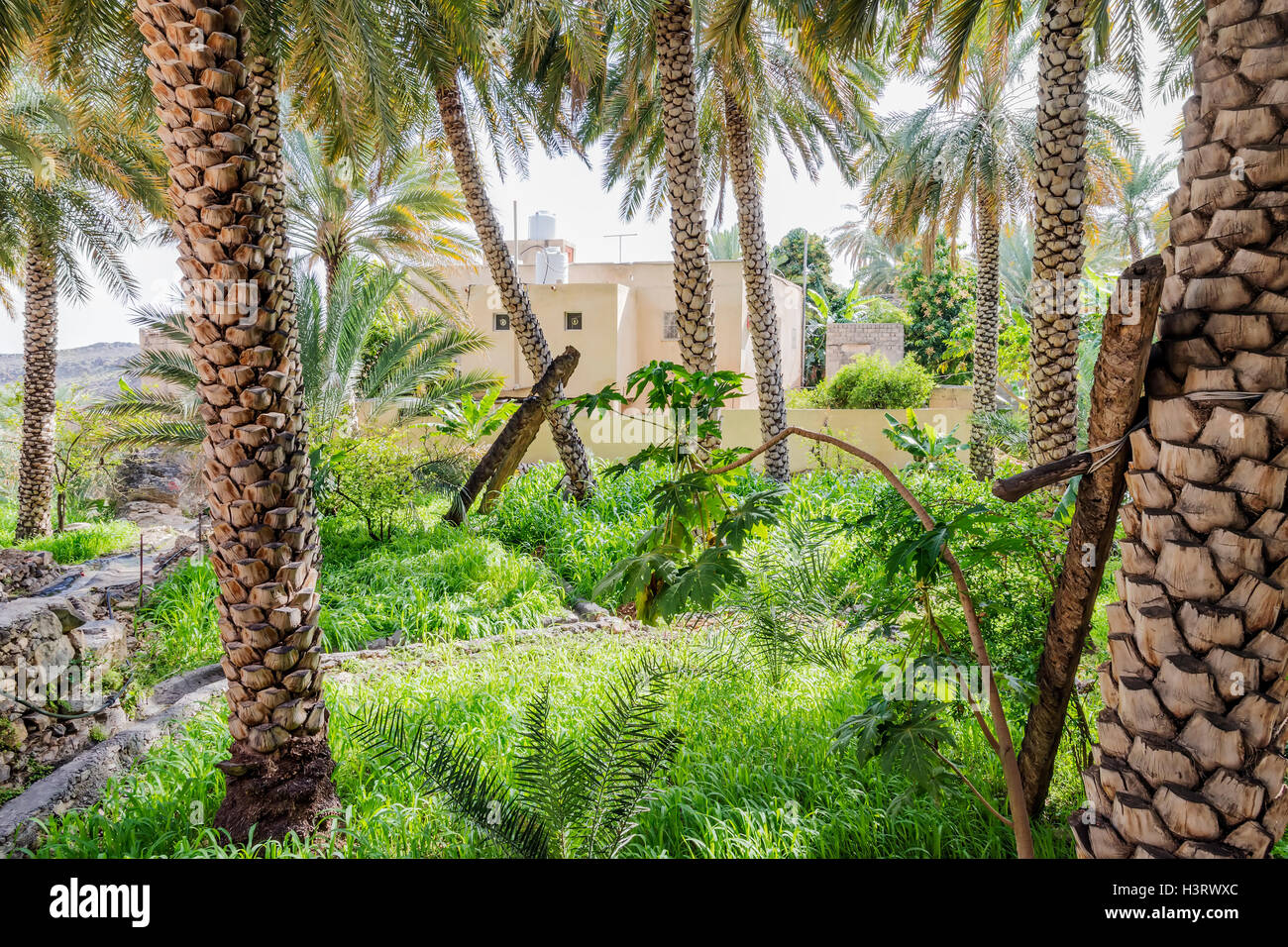 Garden Misfah Abreyeen Stock Photo - Alamy