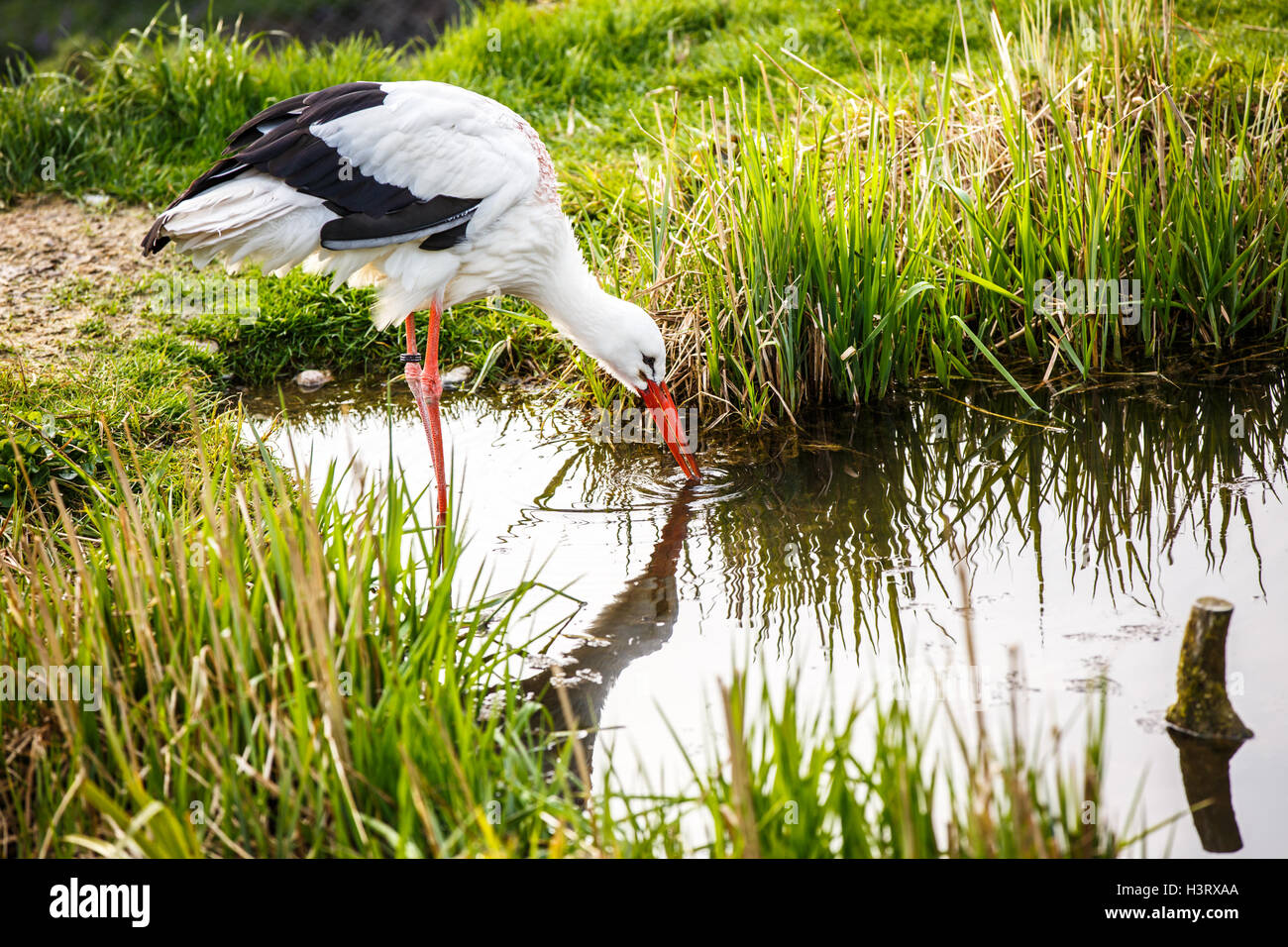 White stork hunting Stock Photo - Alamy