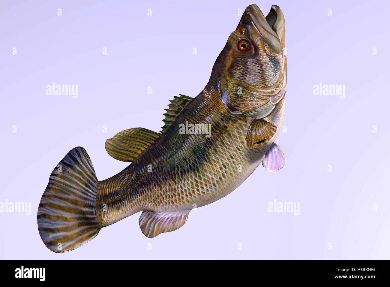 Giant Bass Underwater