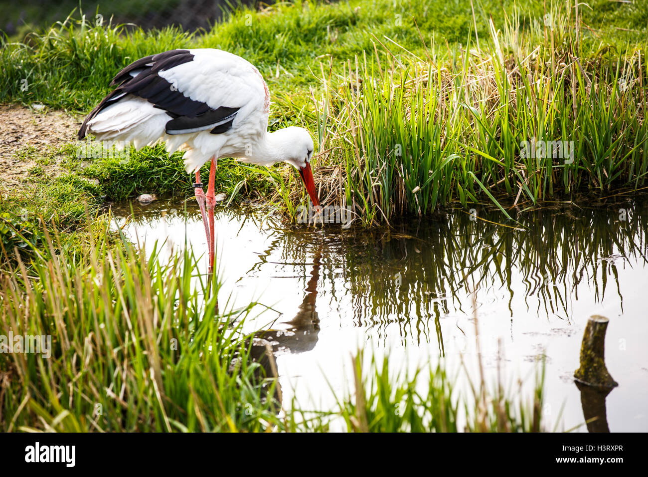 White stork hunting Stock Photo - Alamy