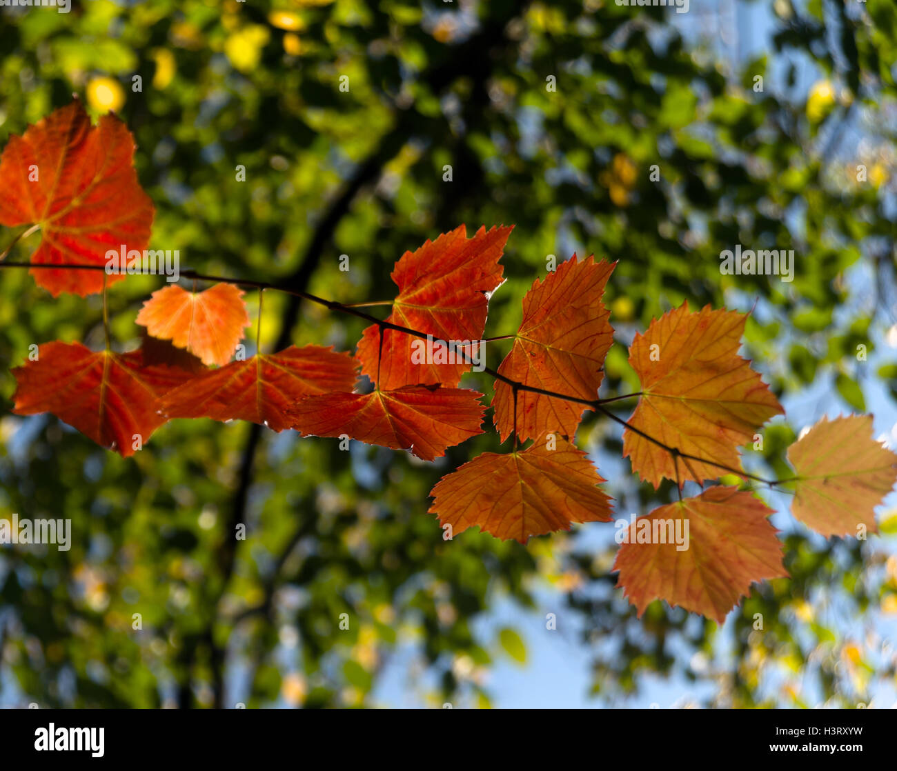 Autumn leaves in a row Stock Photo - Alamy