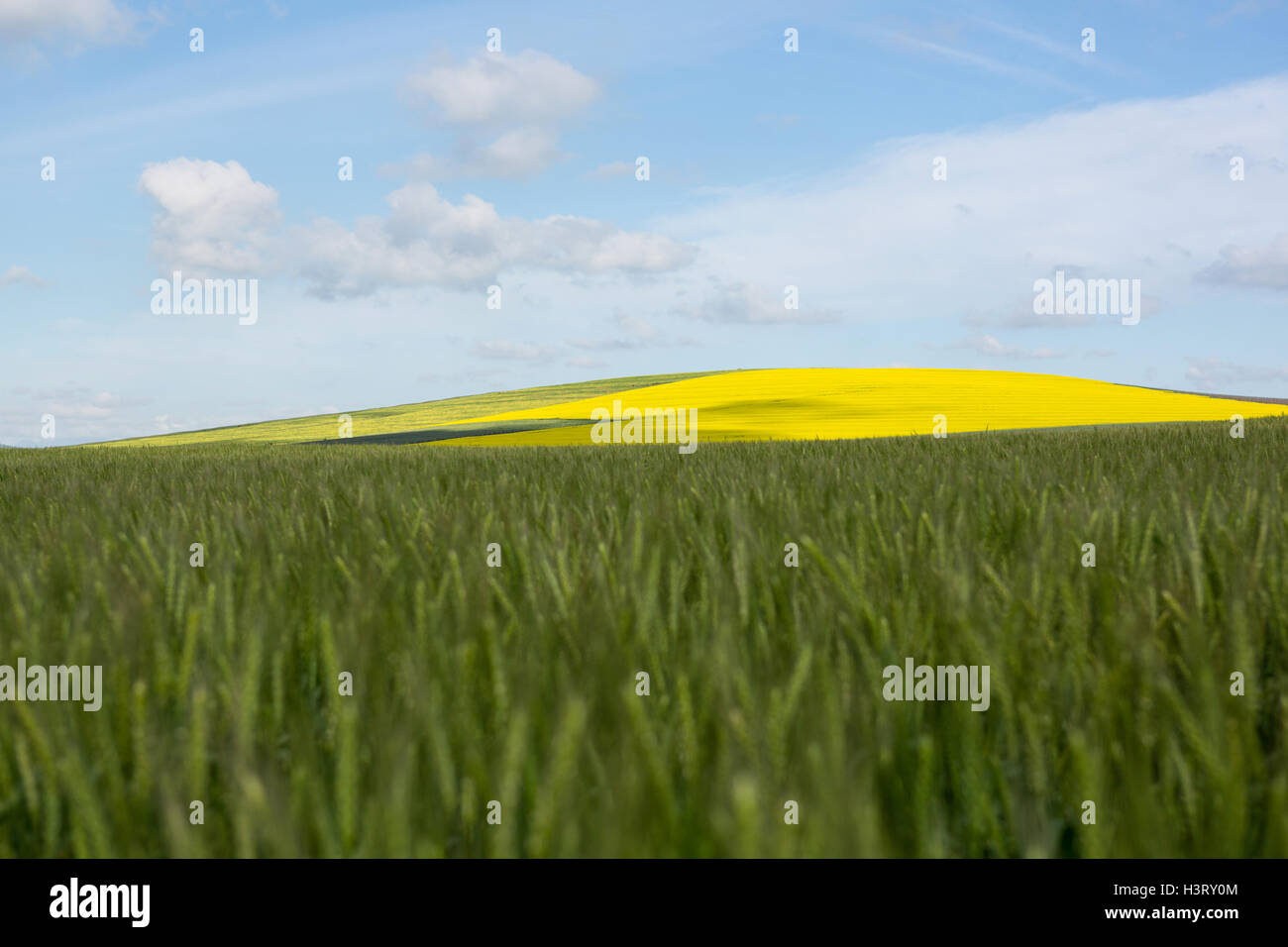 View of beautiful wheat field Stock Photo - Alamy
