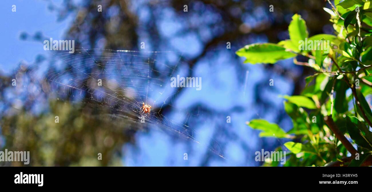 Closeup of a spider web with a spider in the middle Stock Photo - Alamy
