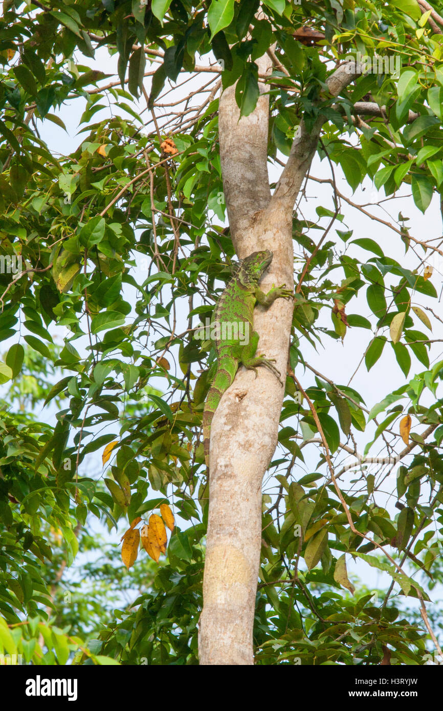 Green lizard climbing up a tree Stock Photo - Alamy