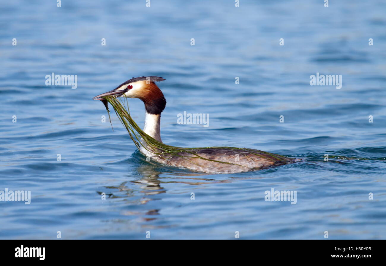 Crested grebe (podiceps cristatus) duck Stock Photo - Alamy