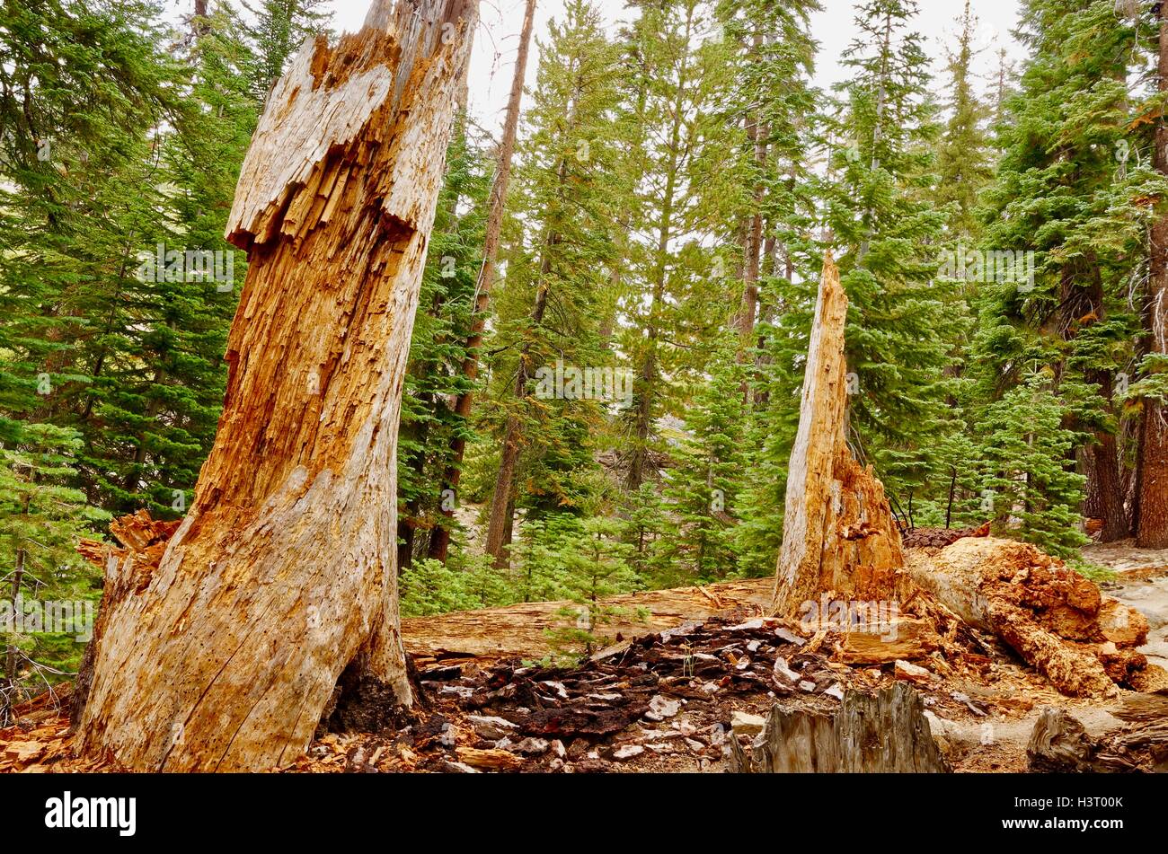 A tree trunk in Yosemite Stock Photo - Alamy