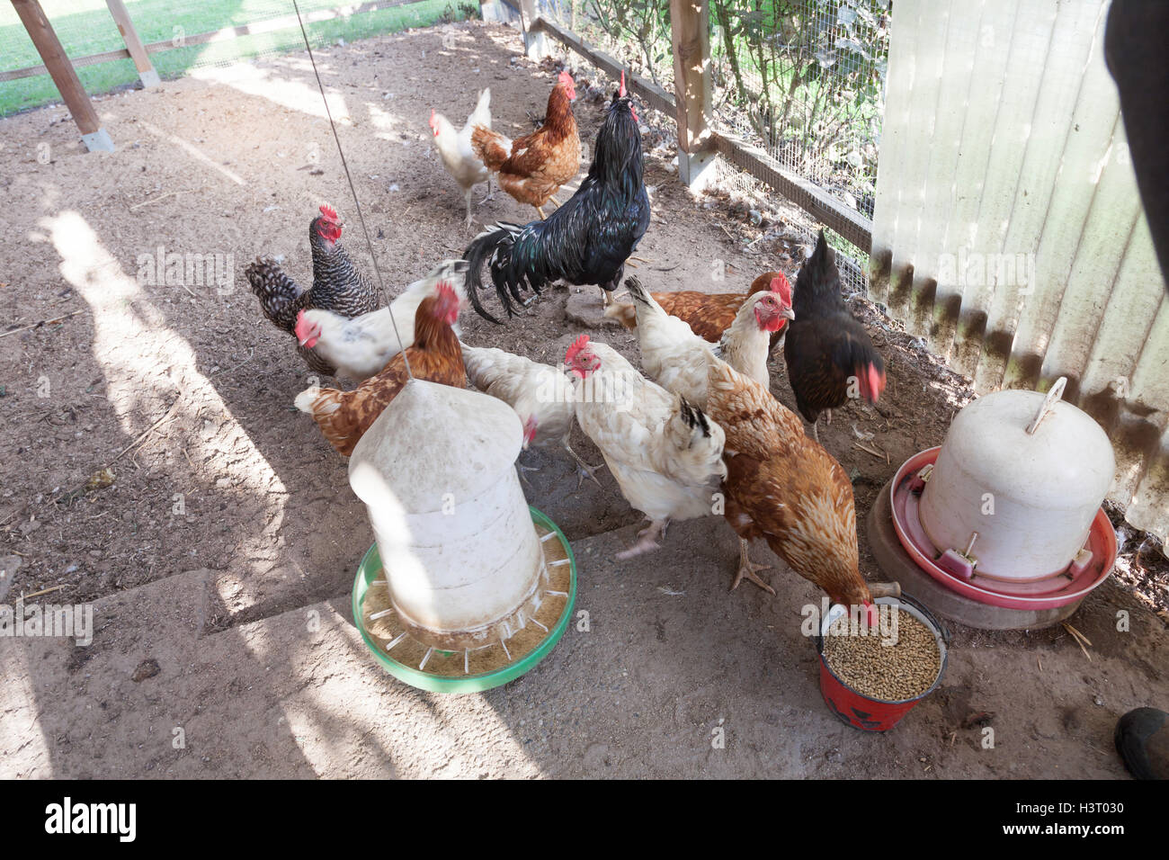 Farmer CHicken in a chicken coup free roaming Stock Photo - Alamy