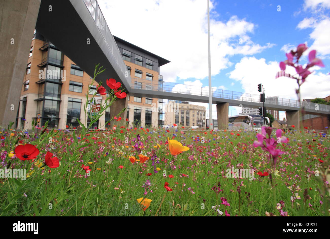 A beautiful urban wildflower meadow on a busy roundabout in Sheffield ...
