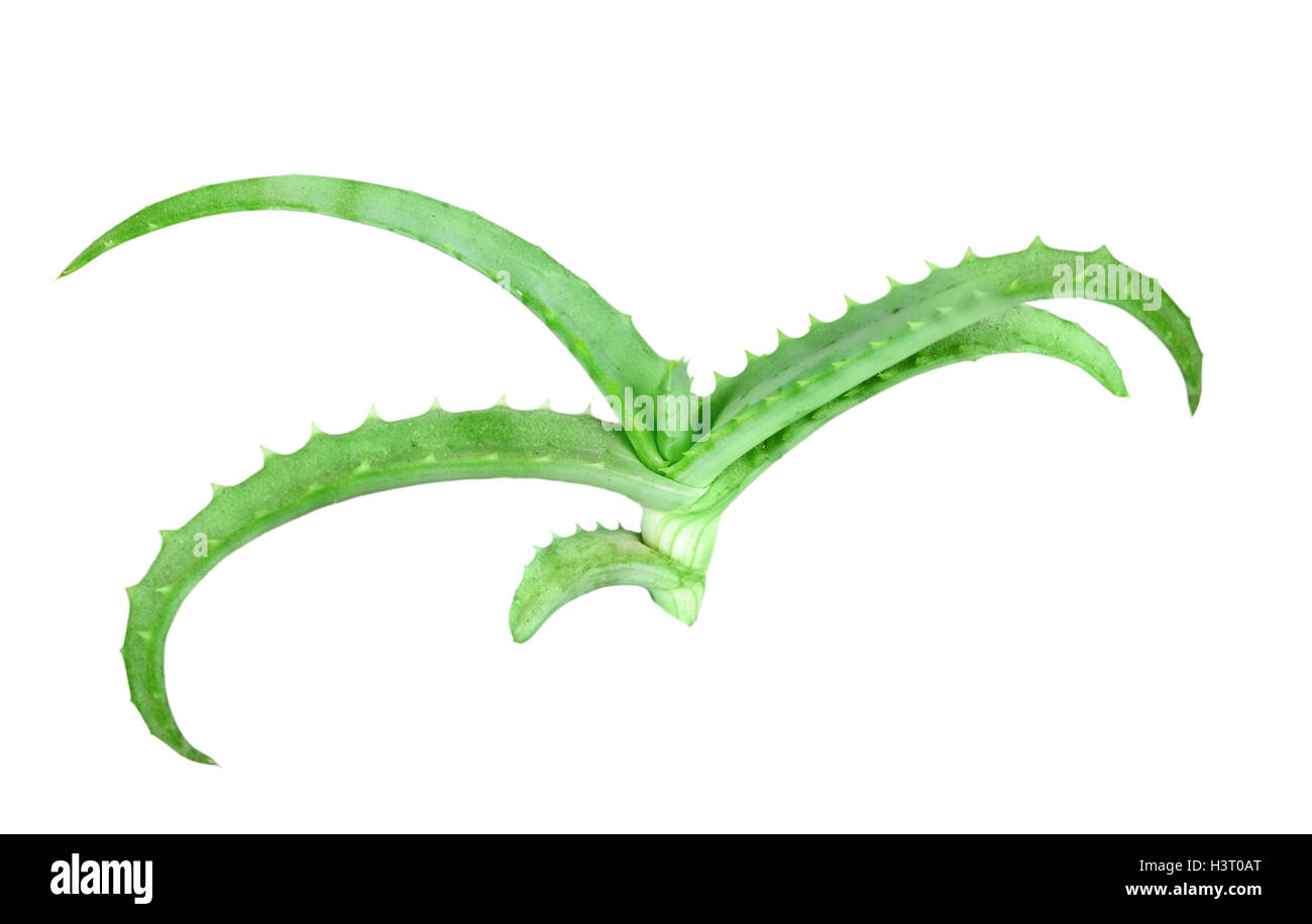 Branch of aloe Stock Photo - Alamy