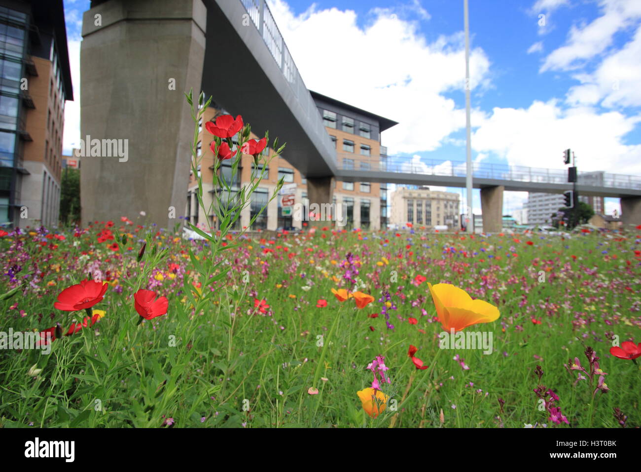 A beautiful urban wildflower meadow on Park Square roundabout in ...