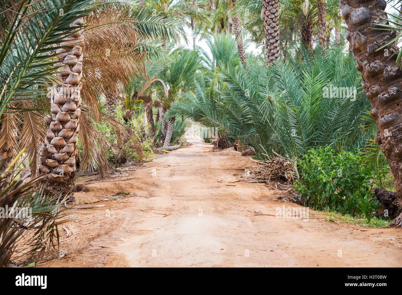 Oasis Al Haway Oman Stock Photo - Alamy