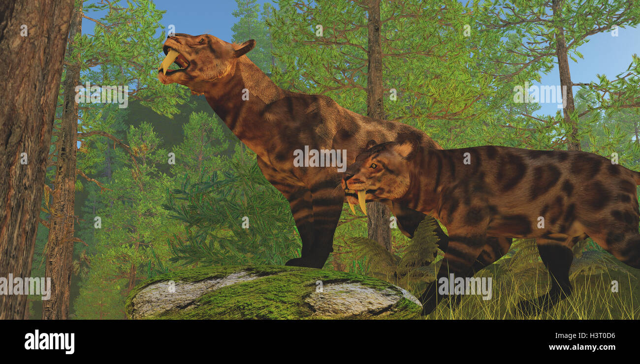 Saber toothed cat hi-res stock photography and images - Alamy