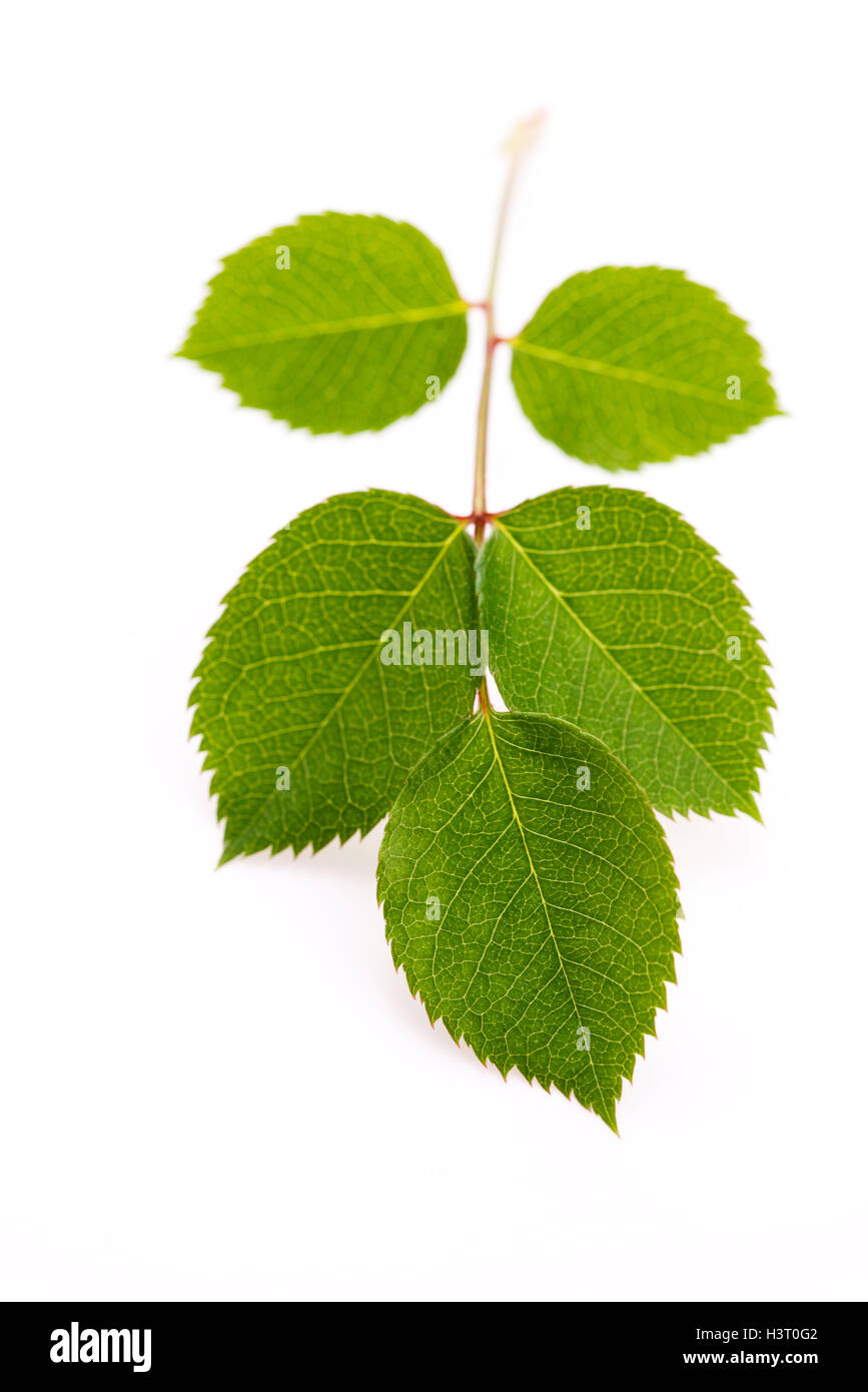 White rose with green leaf hi-res stock photography and images - Alamy