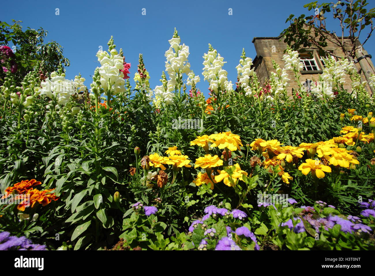 Snapdragons border hi-res stock photography and images - Alamy