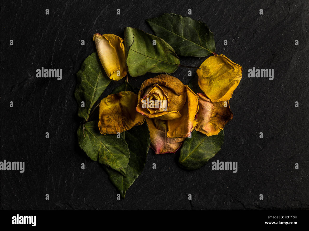 Still life art study of a dying, withering yellow orange rose, green ...