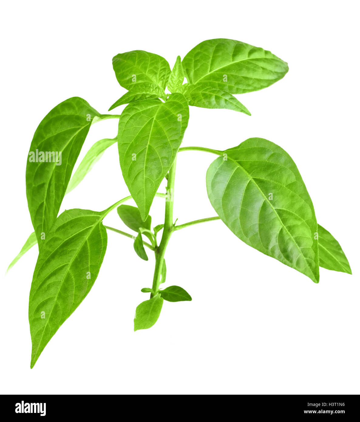 Branch of pepper Stock Photo - Alamy