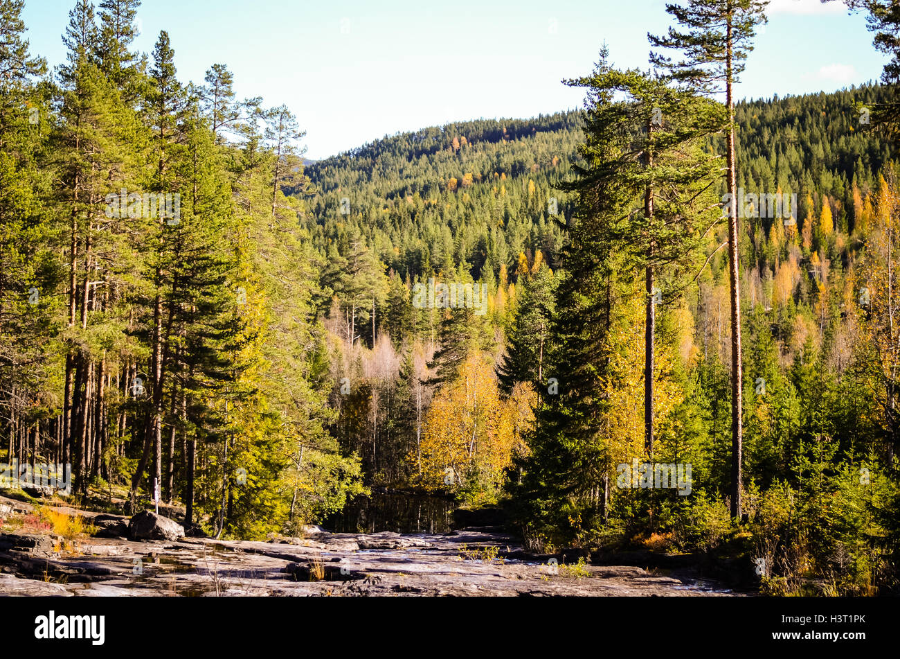 golden norwegian forest autumn landscape Stock Photo - Alamy