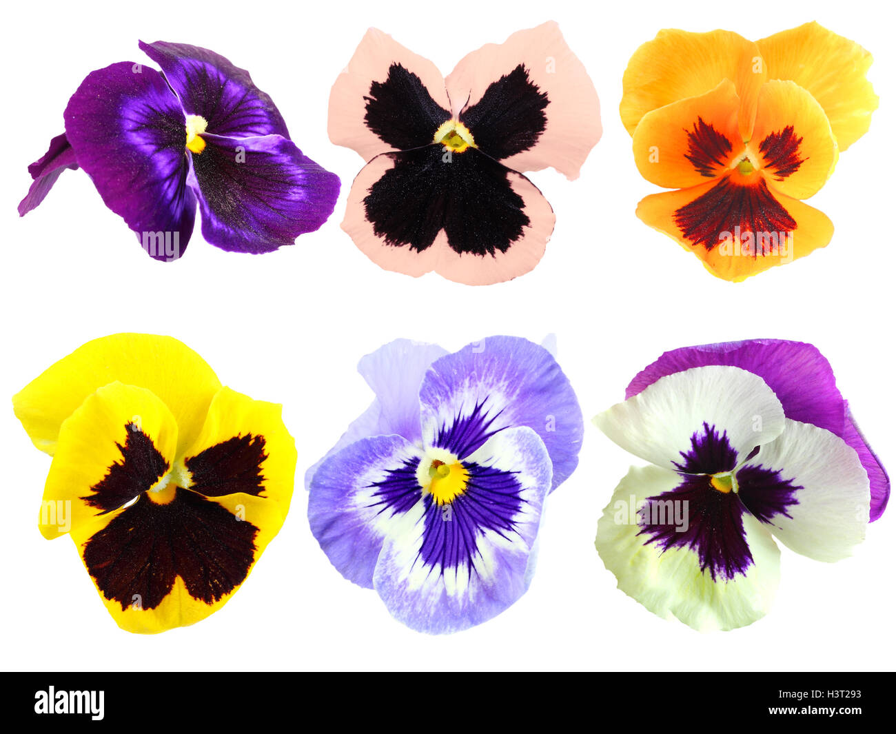 Deep yellow flowers Cut Out Stock Images & Pictures - Alamy