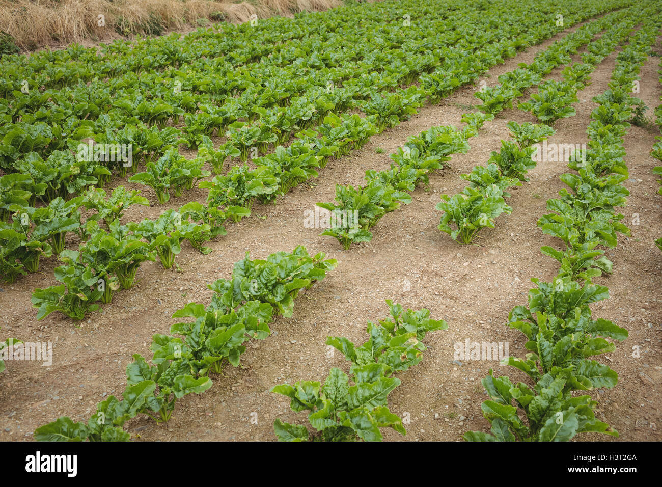 View of green plantation in the field Stock Photo - Alamy