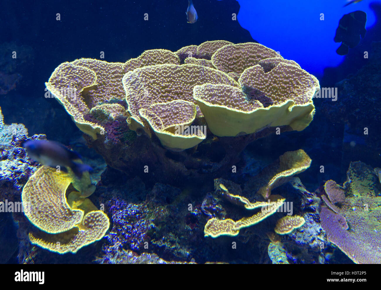 Plating coral hi-res stock photography and images - Alamy