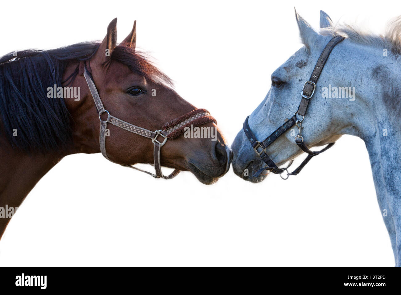 Anglo arab horse hi-res stock photography and images - Alamy