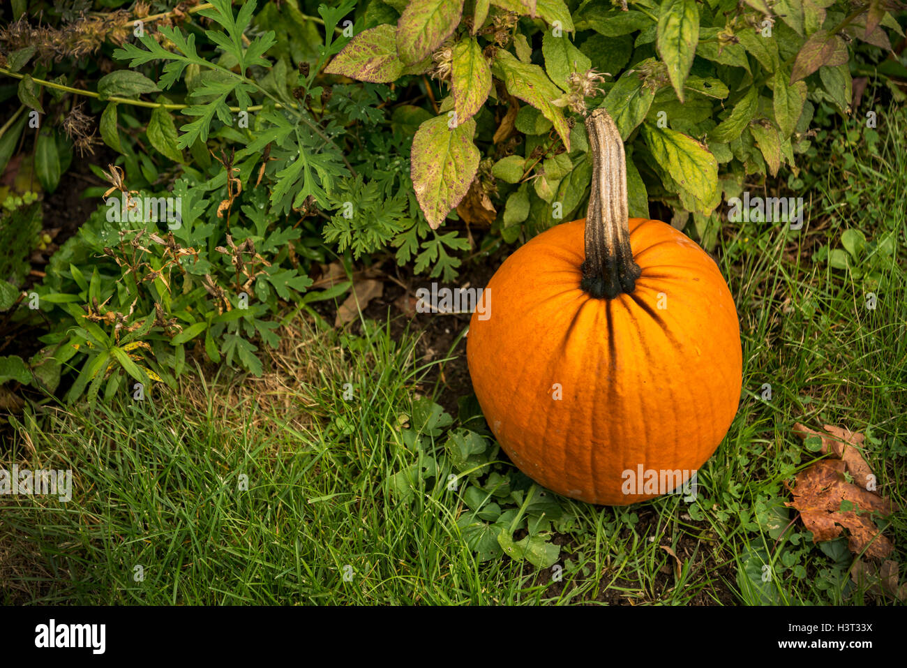 Big autumn pumpkin Stock Photo - Alamy