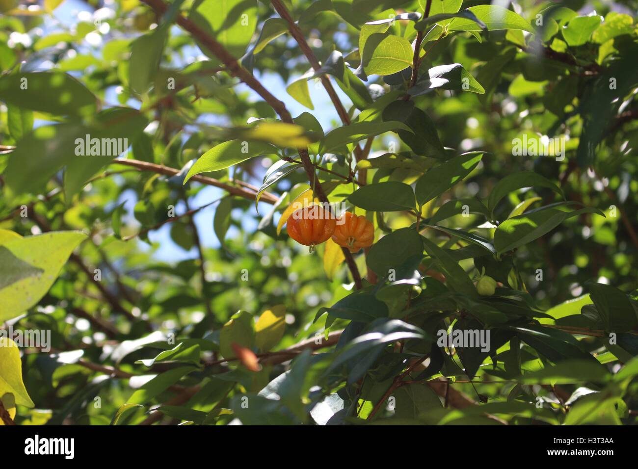 A pair of Brazilian cherries (Eugenia uniflora), known as "pitanga", a ...