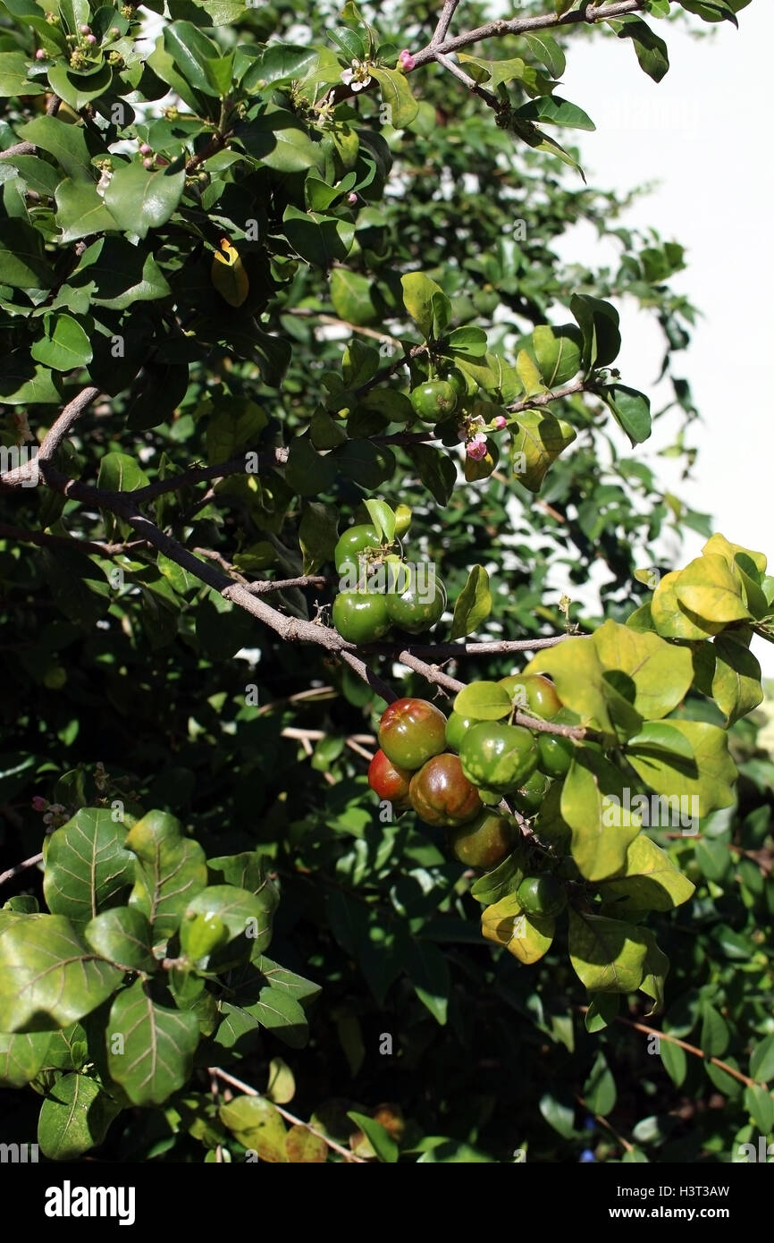 A bunch of unripe Barbados cherries (Malpighia emarginata), known as ...