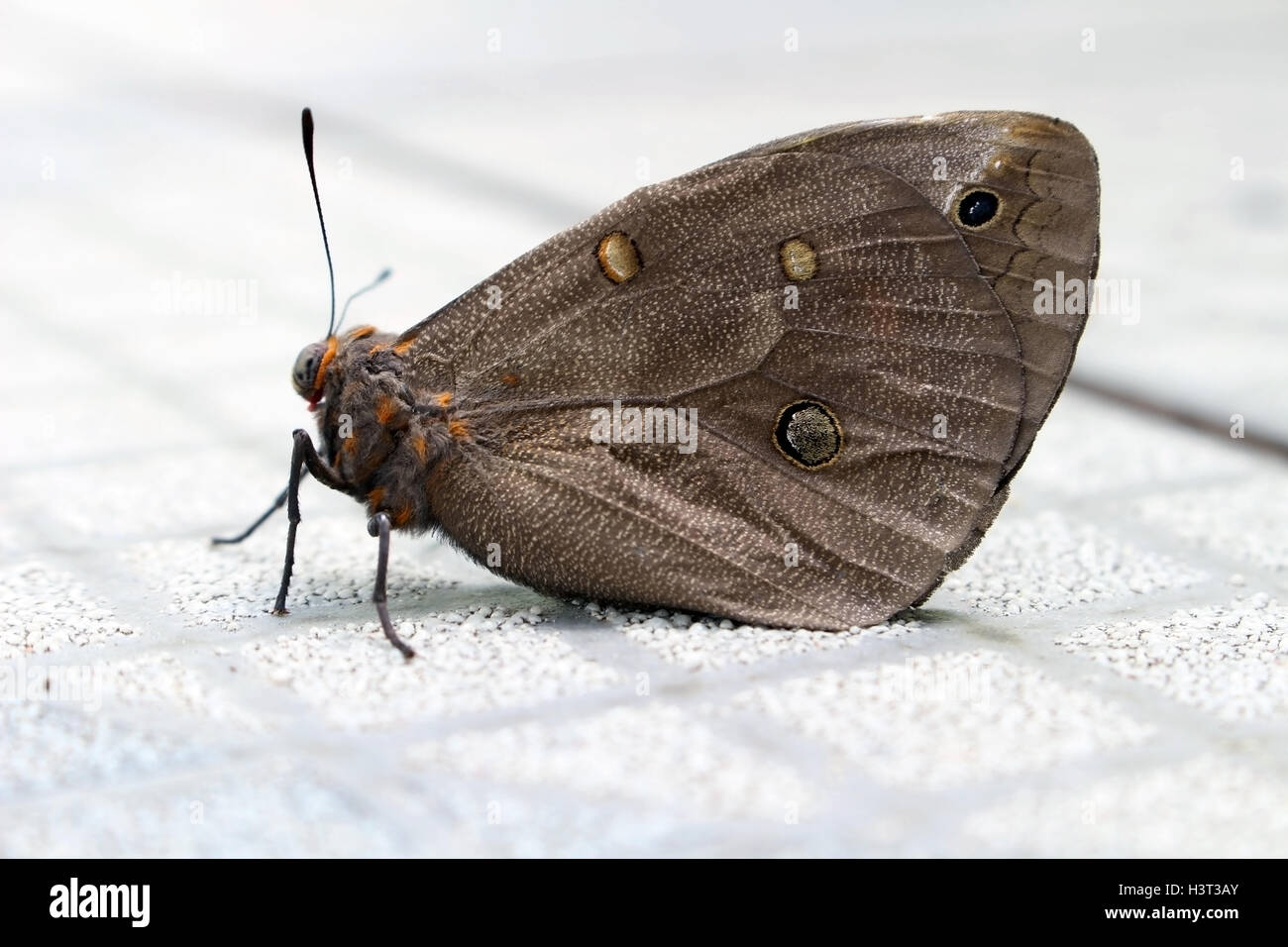 Small brown white moth hi-res stock photography and images - Alamy