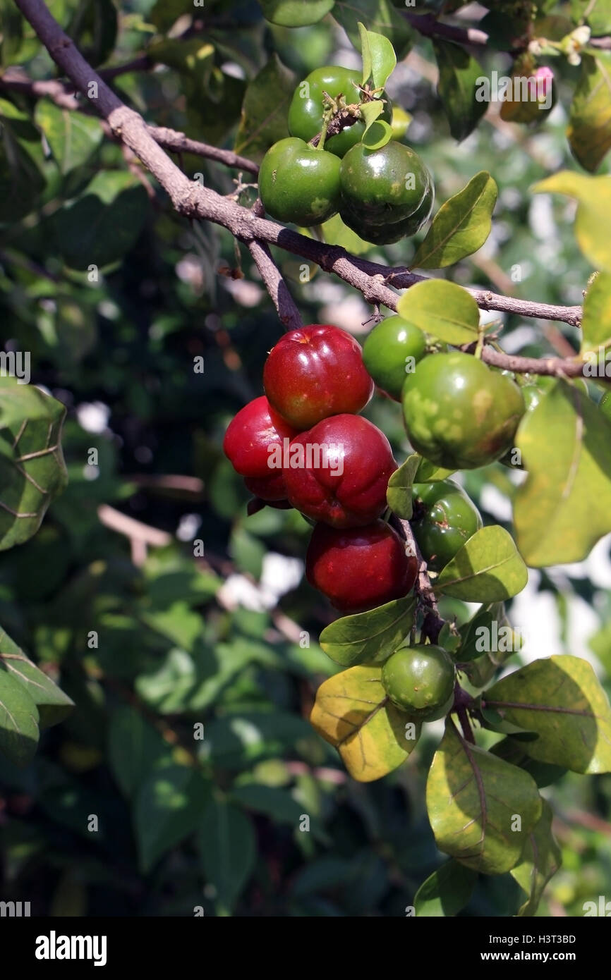 A bunch of ripe and unripe Barbados cherries (Malpighia emarginata ...