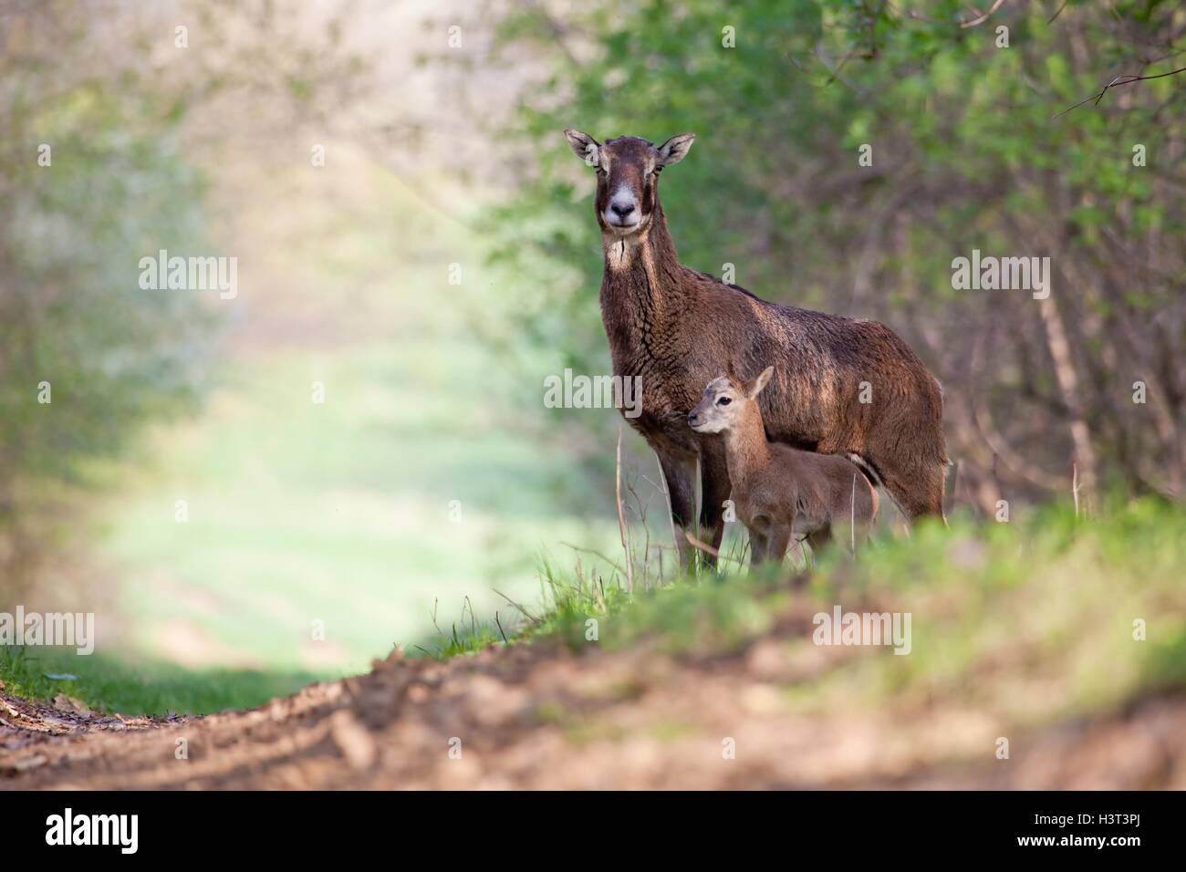 Climbing lamb hi-res stock photography and images - Alamy