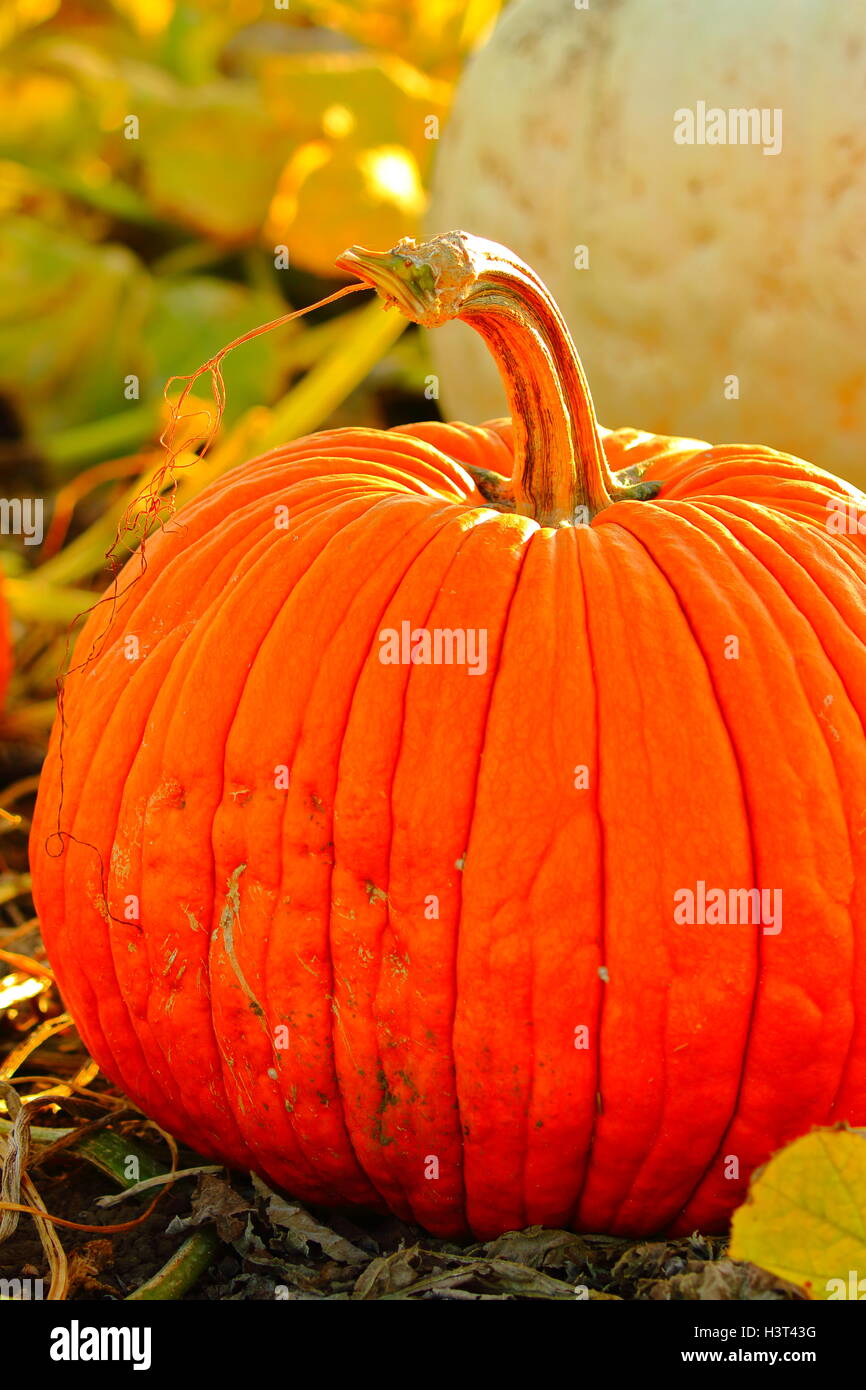 Pumpkins in the pumpkin patch Stock Photo - Alamy