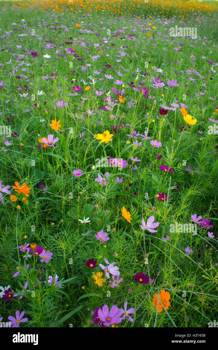 An infinite field of blooming Cosmos Stock Photo - Alamy