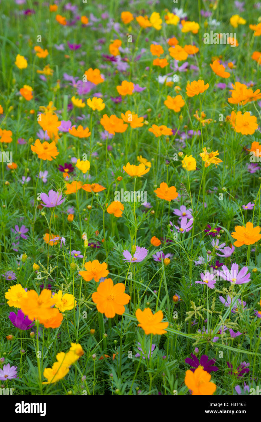 How to grow cosmos hi-res stock photography and images - Alamy