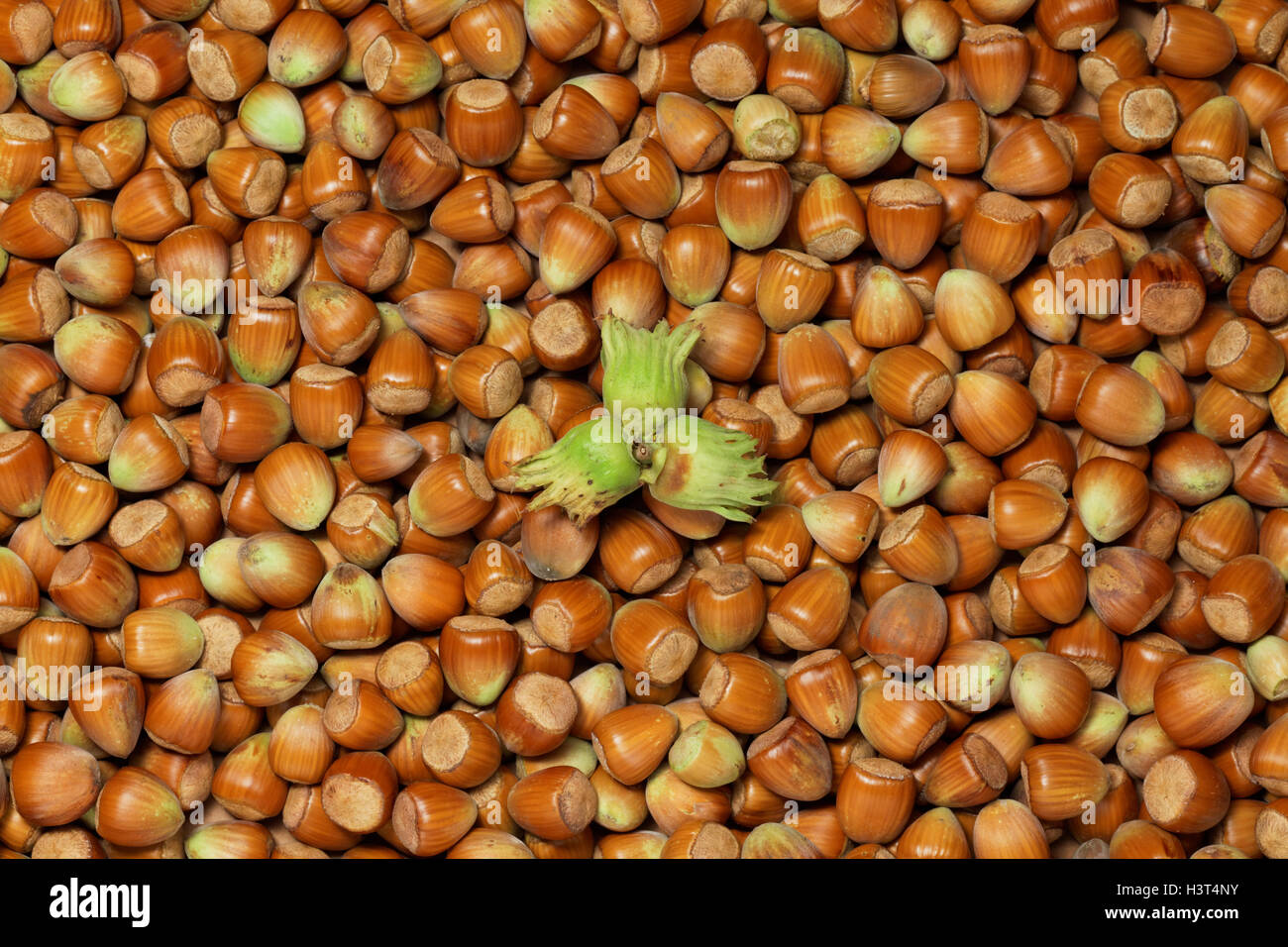 Nutshells hi-res stock photography and images - Alamy