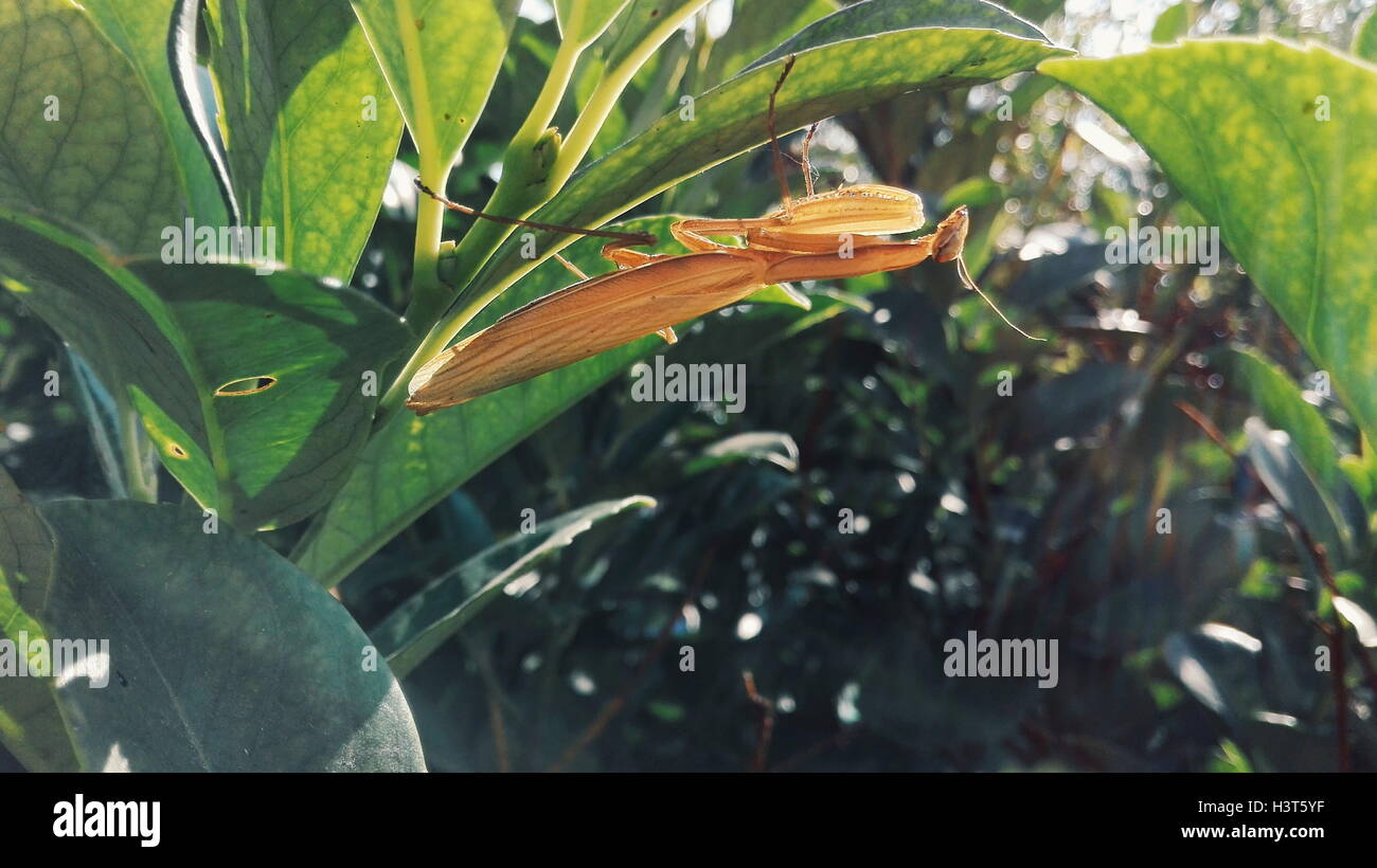 Leaf mimic praying mantis hi-res stock photography and images - Alamy