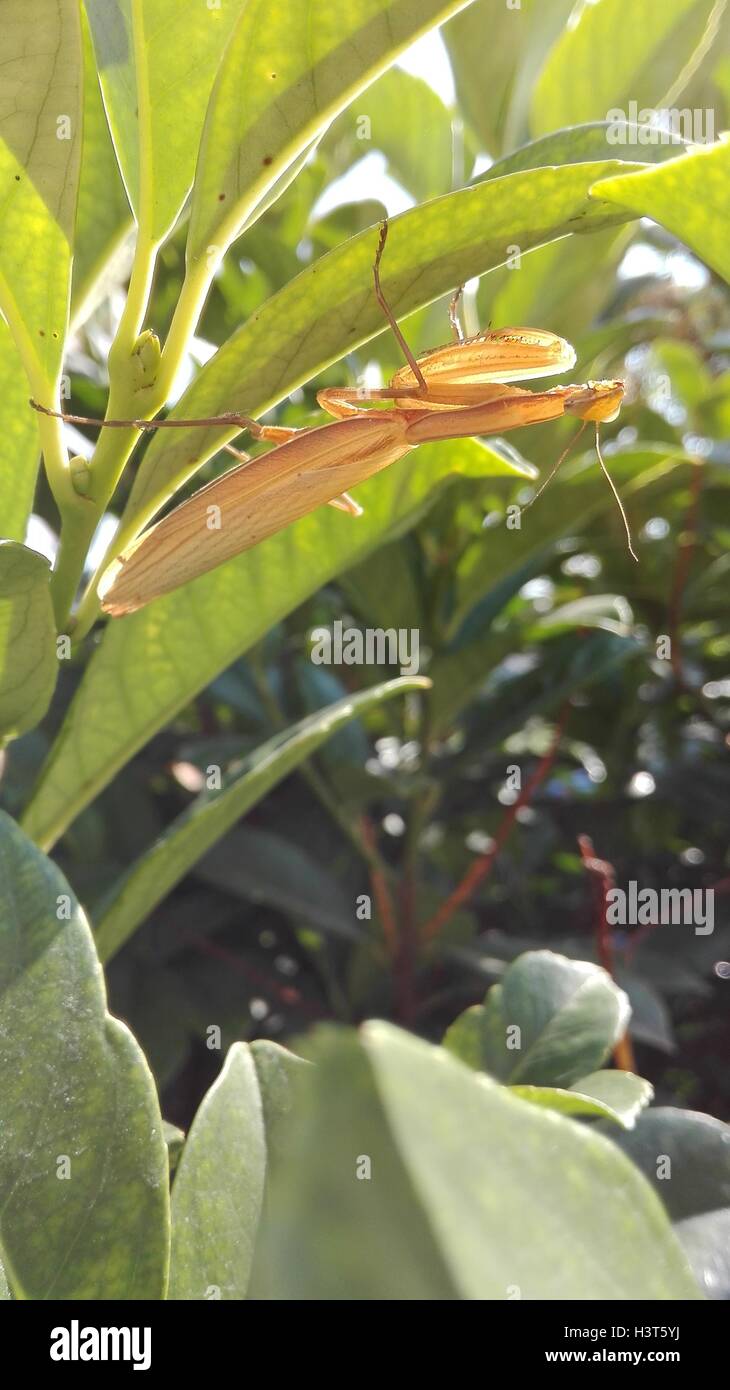 Brown Praying Mantis Sitting in the Foliage Vertical Stock Photo - Alamy