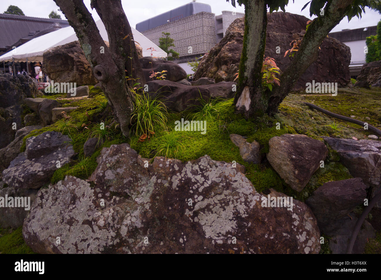 Mossy overgrown rock with sprouting trees Stock Photo - Alamy