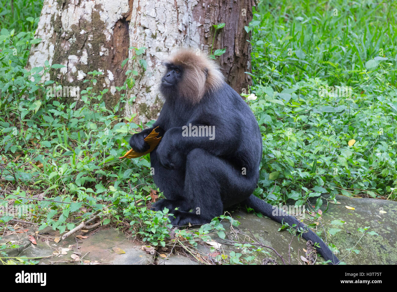 Nilgiri langur hi-res stock photography and images - Alamy
