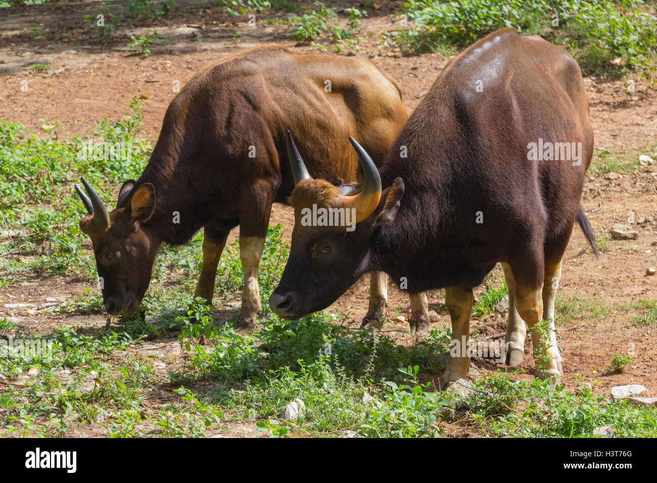 Gaur ( Bos gaurus Stock Photo - Alamy