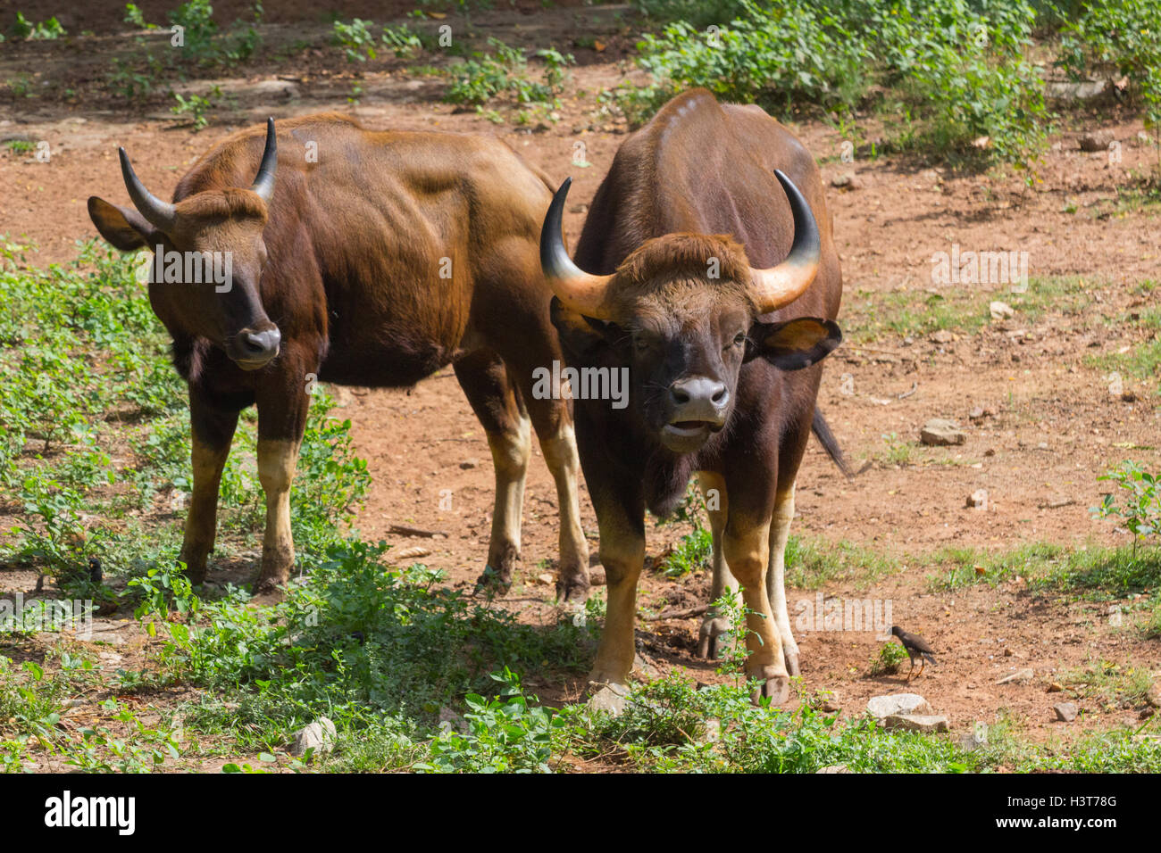 Gaur ( Bos gaurus Stock Photo - Alamy